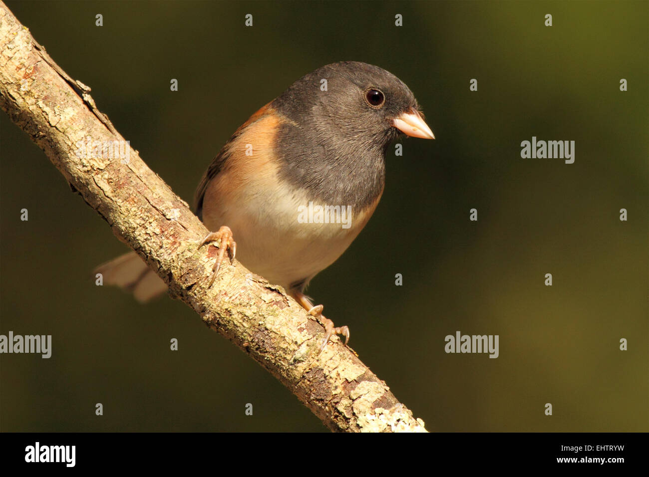 Lean down hi-res stock photography and images - Alamy