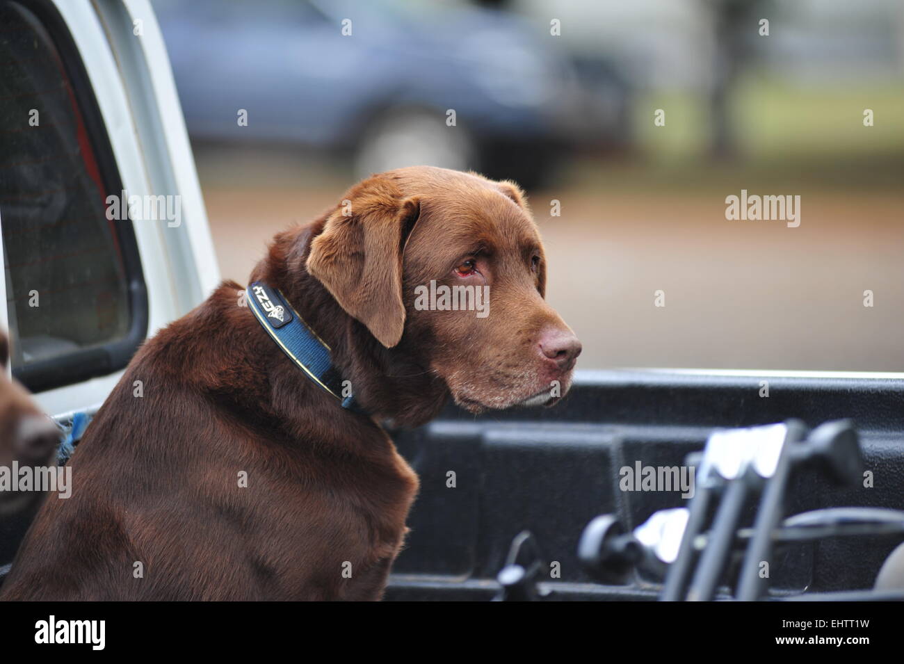A lonely dog Stock Photo - Alamy