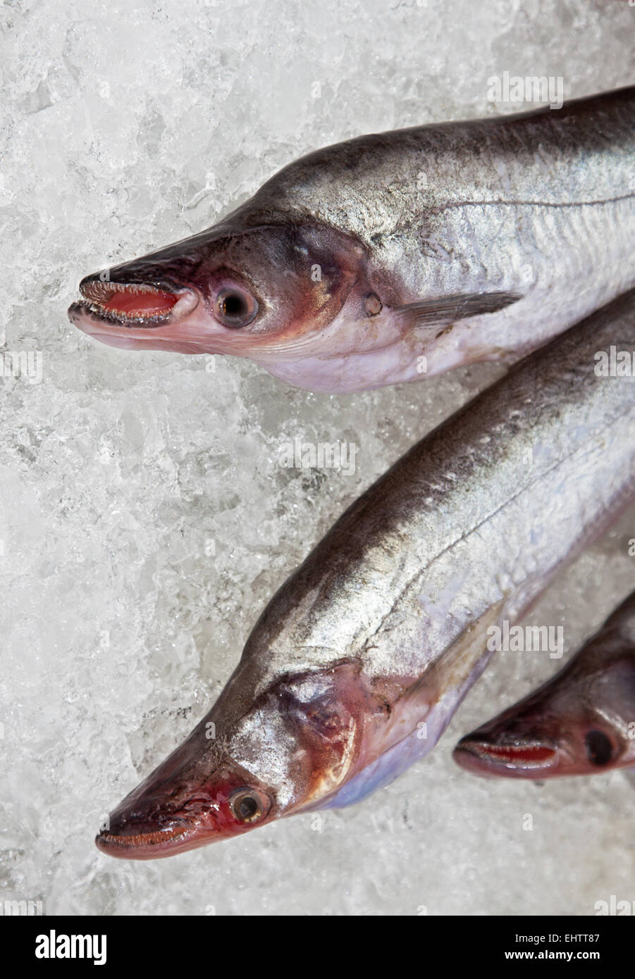 Fish counters hi-res stock photography and images - Alamy