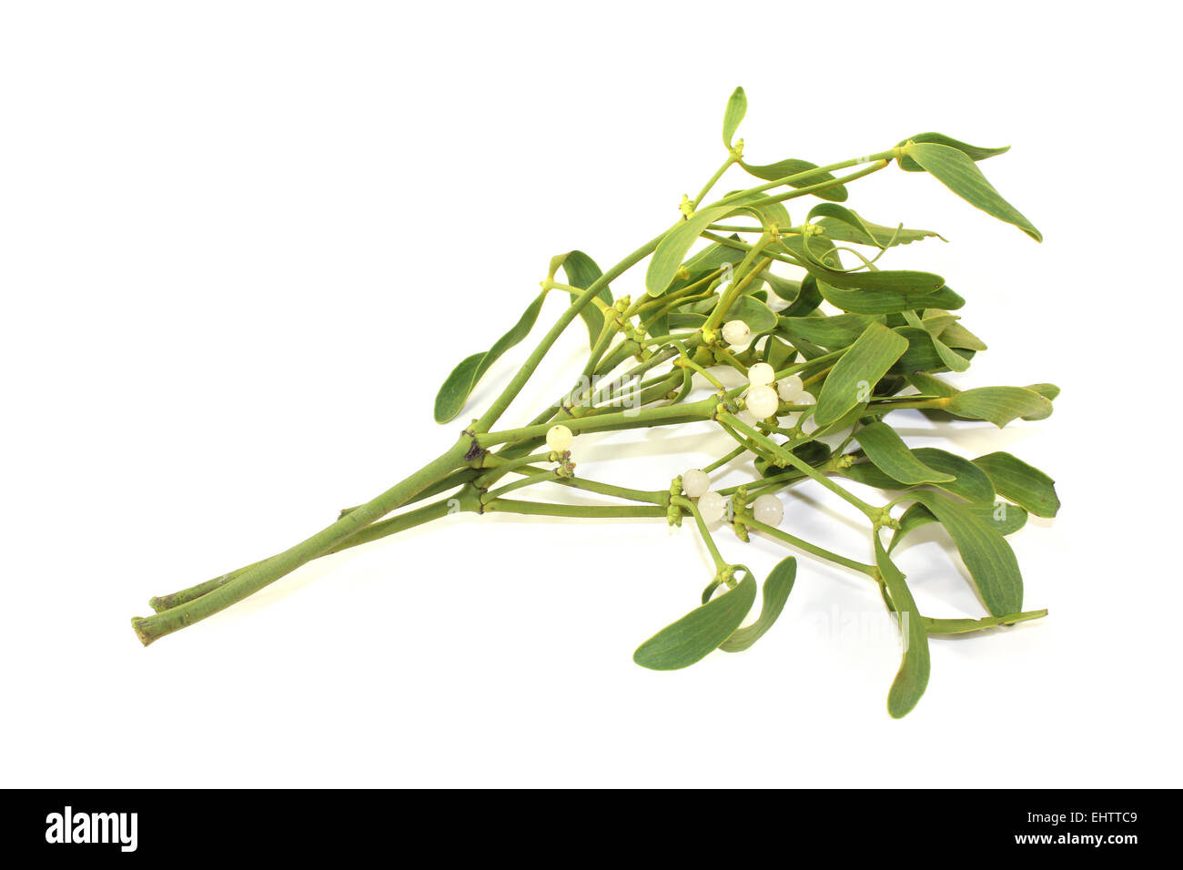 mistletoe with berries Stock Photo - Alamy