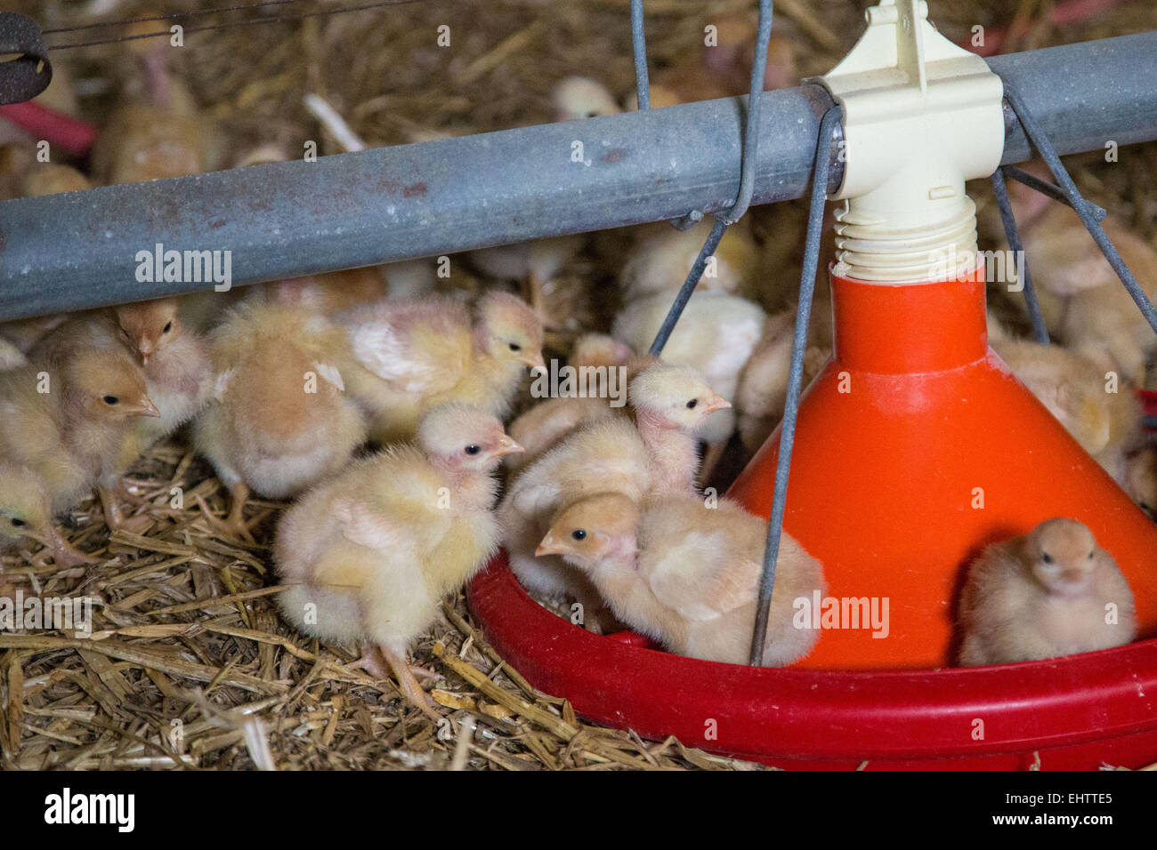 Poultry farming hi-res stock photography and images - Alamy