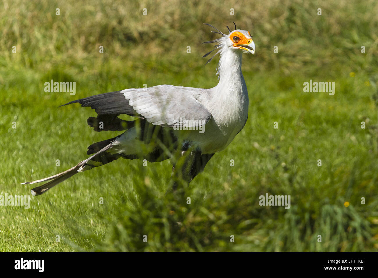 Secretary Bird (Sagittarius serpentarius Stock Photo - Alamy