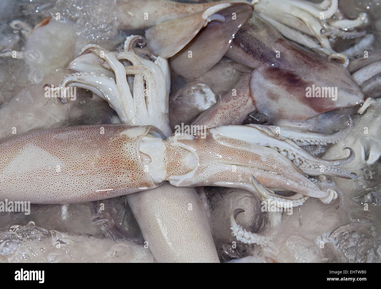 Fangfrisches hi-res stock photography and images - Alamy