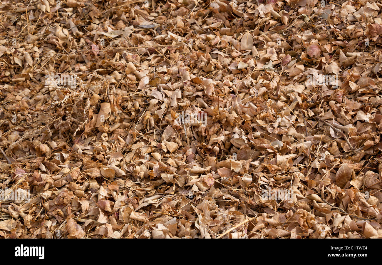 Fallen down in Fall Stock Photo - Alamy