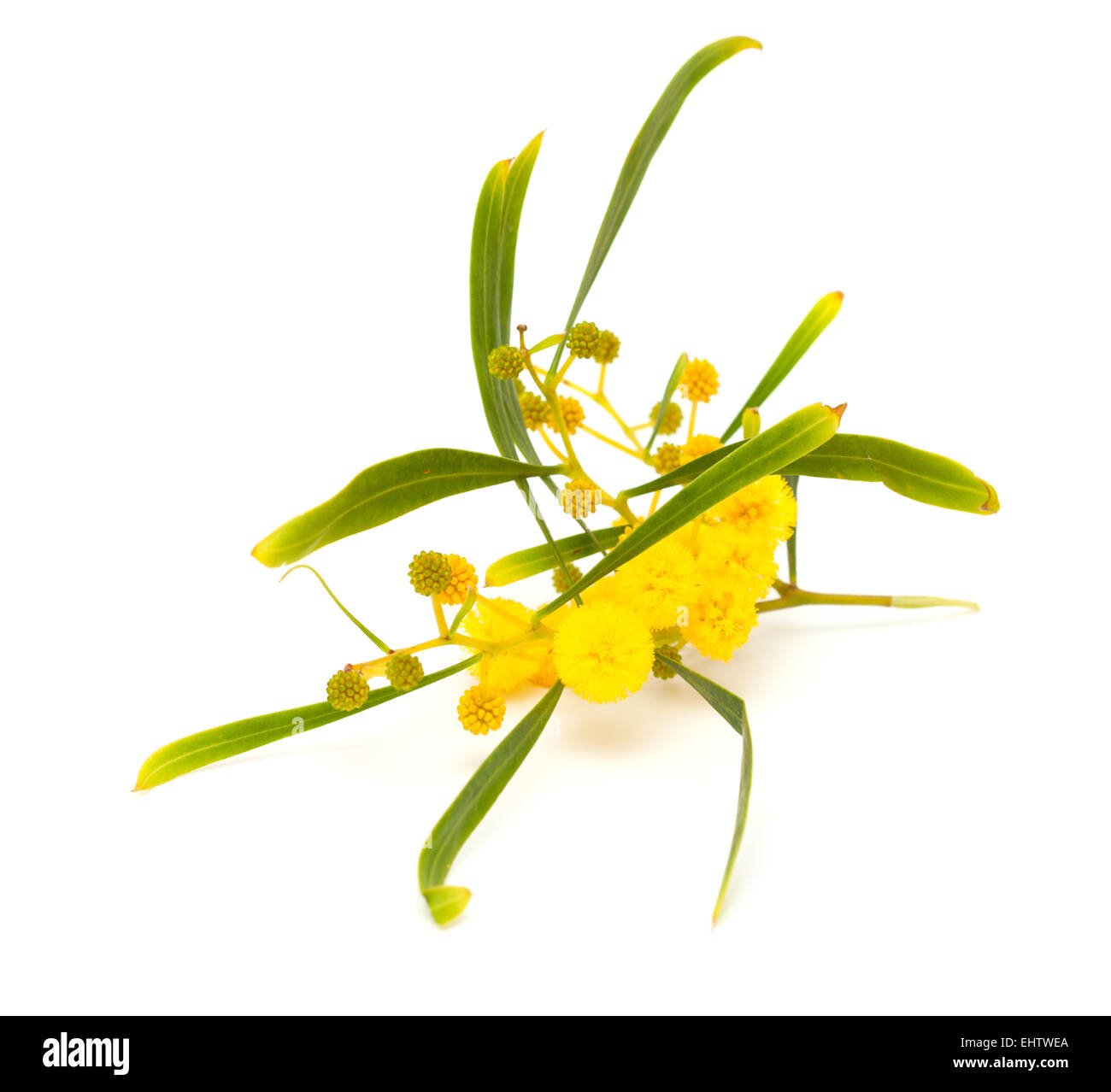 Acacia cyanophylla acacia cyanophylla hi-res stock photography and ...
