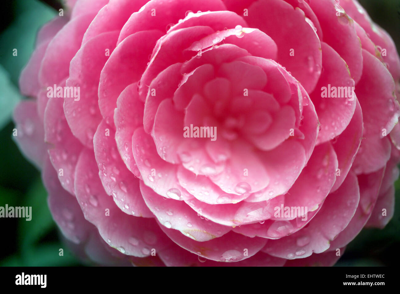 Vivid rose colour hi-res stock photography and images - Alamy