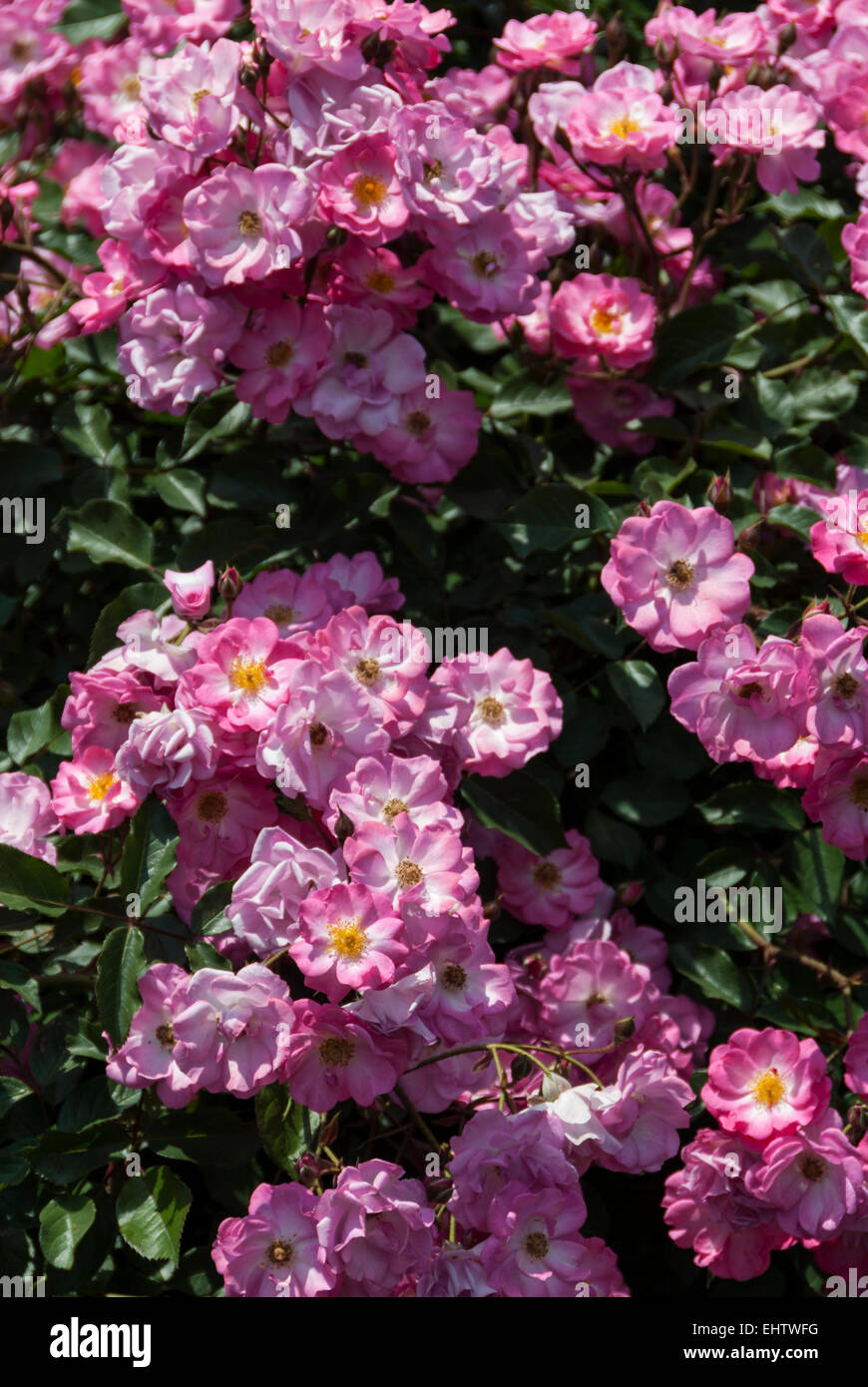 Fair Play Rose Stock Photo - Alamy