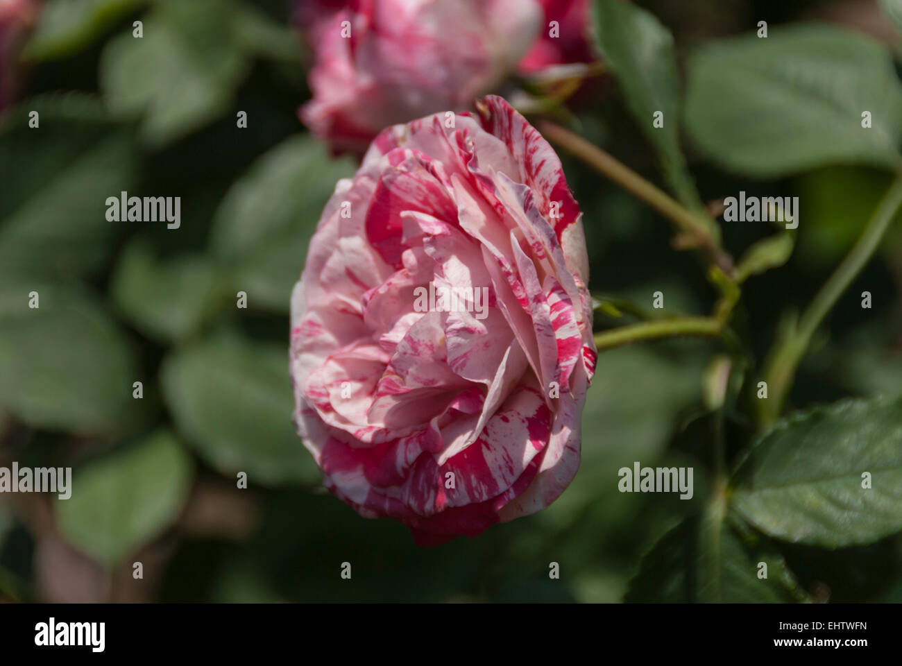 Arabesque flower hi-res stock photography and images - Alamy