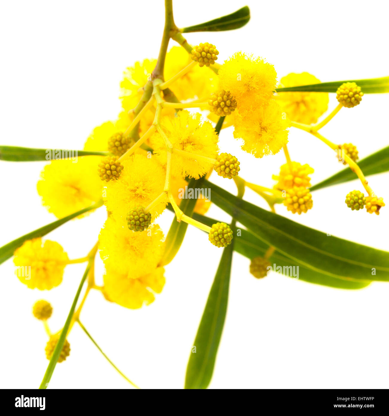 yellow fluffy flowers of Acacia cyanophylla isolated on white Stock ...