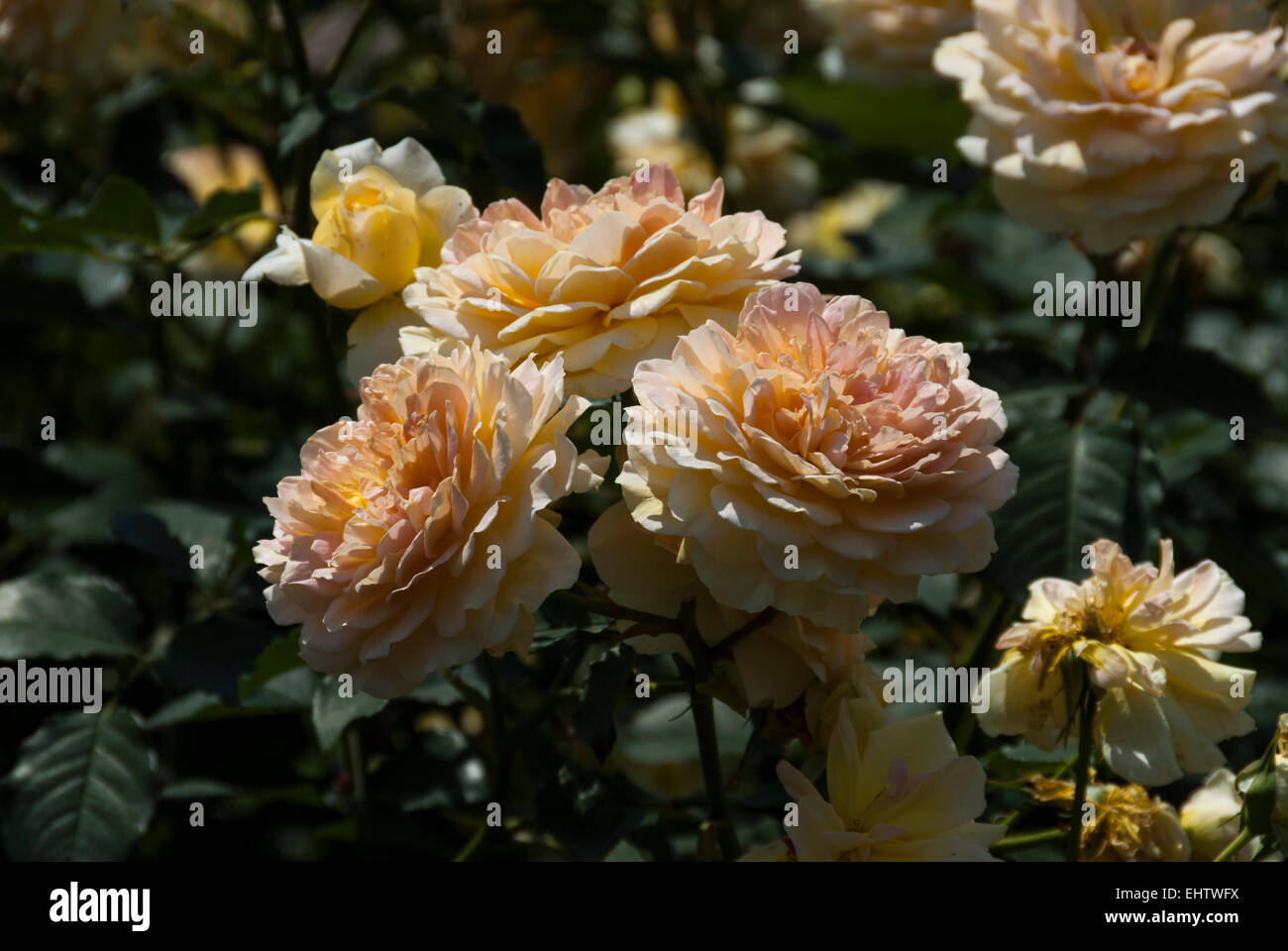 Molineux hi-res stock photography and images - Alamy