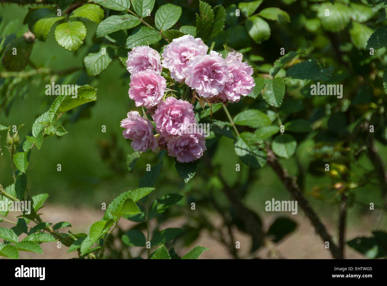Grootendorst rose hi-res stock photography and images - Alamy