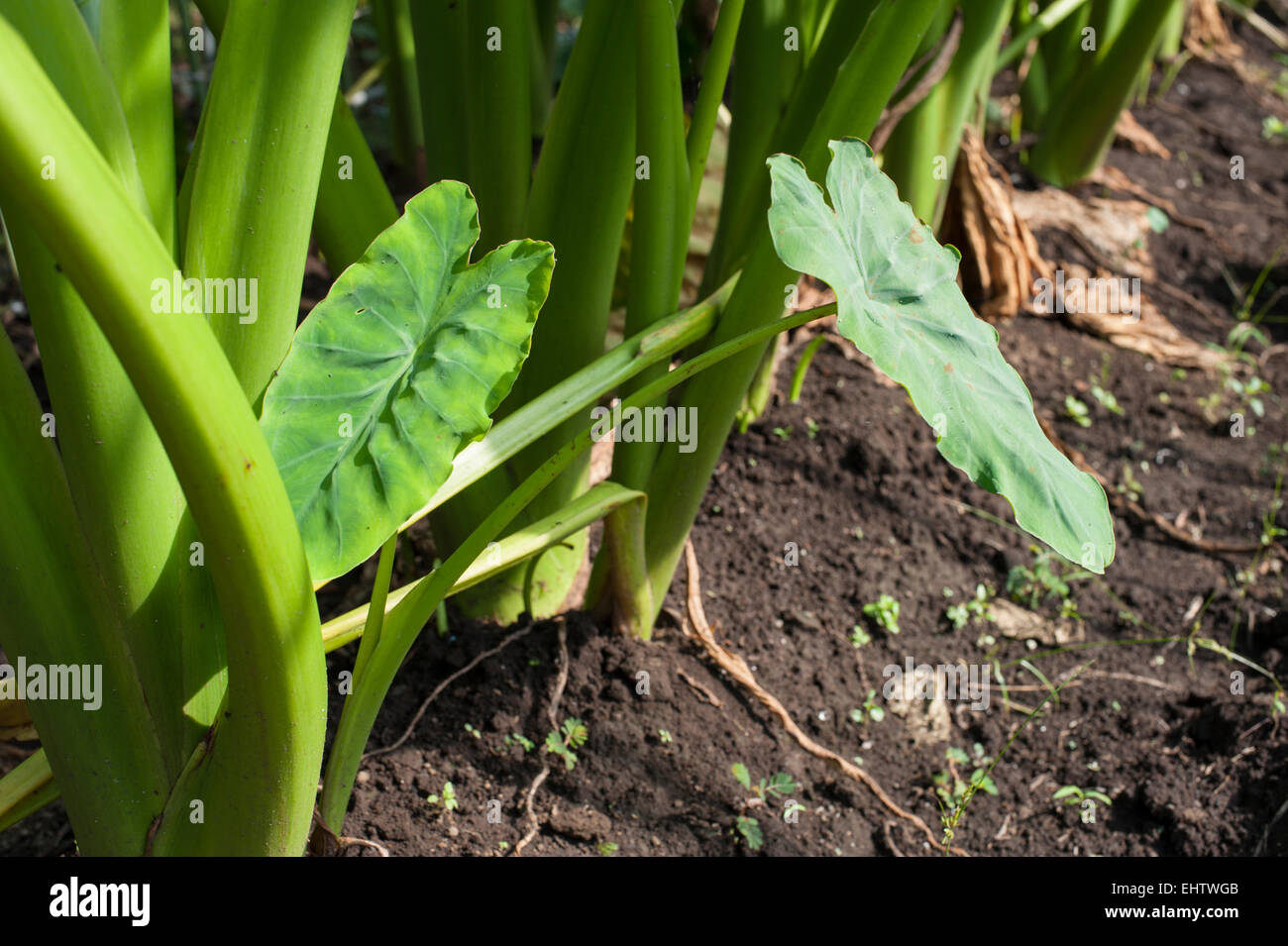Taro plant hi-res stock photography and images - Alamy