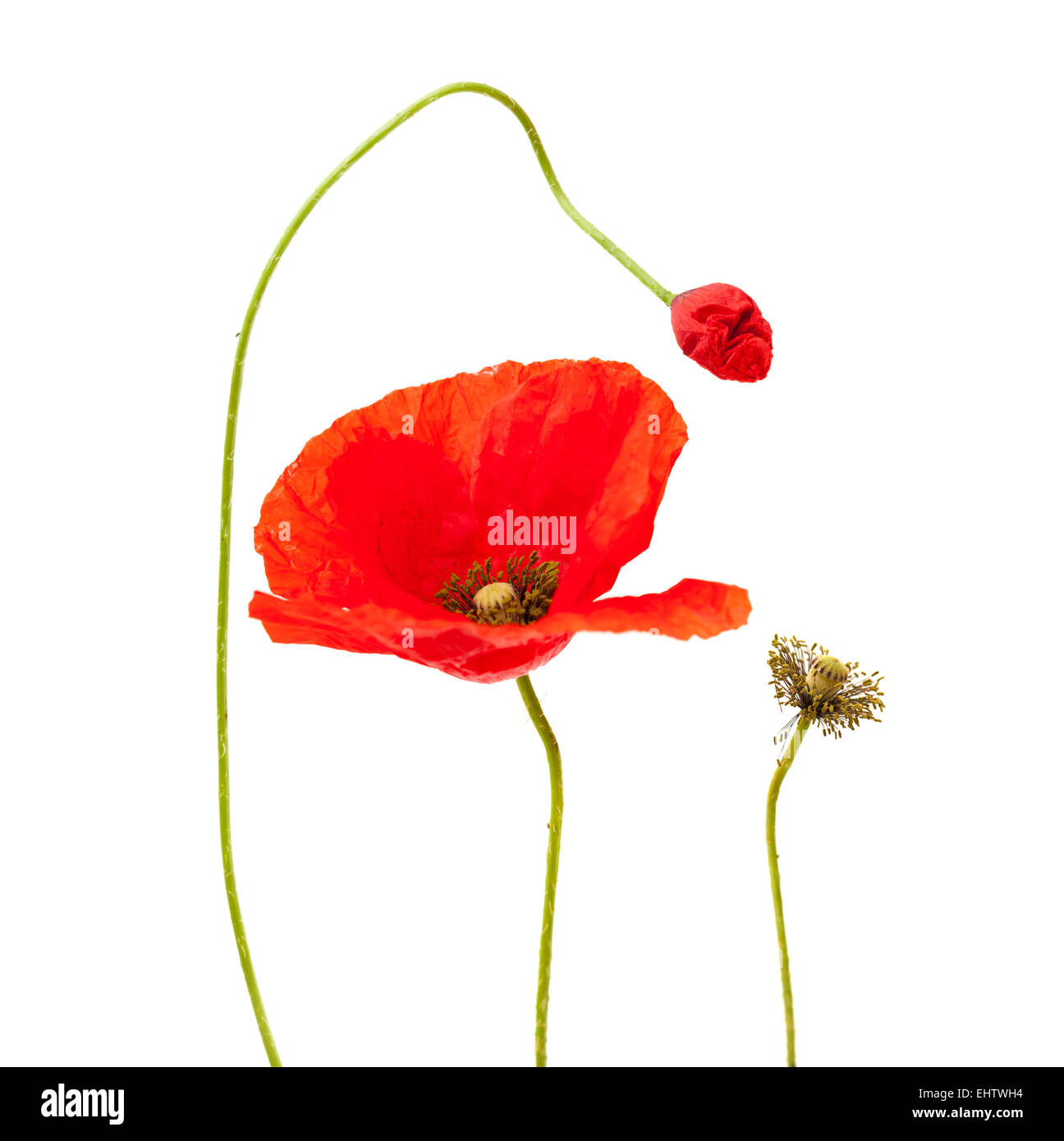 Dying Plant Stages High Resolution Stock Photography and Images - Alamy