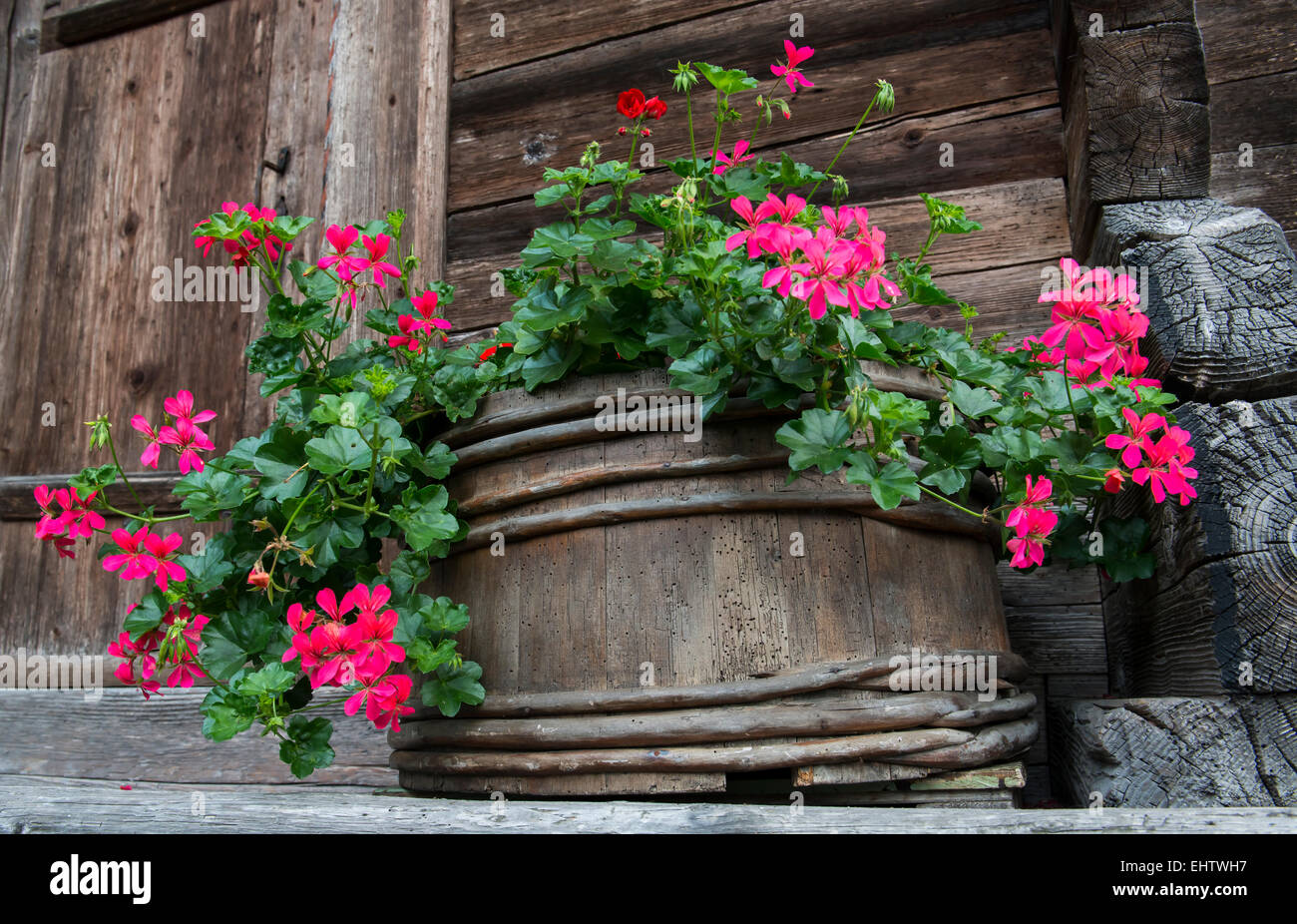 Wooden flower pot with red Pelargonium on a wooden terras of a cabin in ...