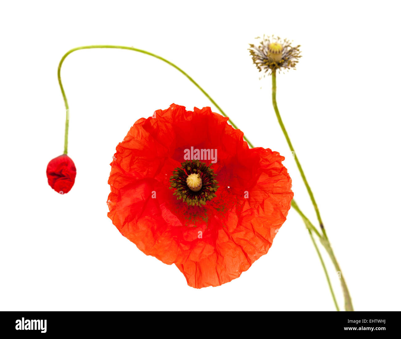 Flowering stages hi-res stock photography and images - Alamy