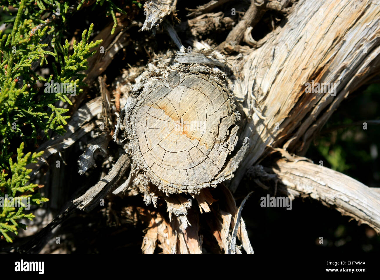 Desert oak trees hi-res stock photography and images - Alamy