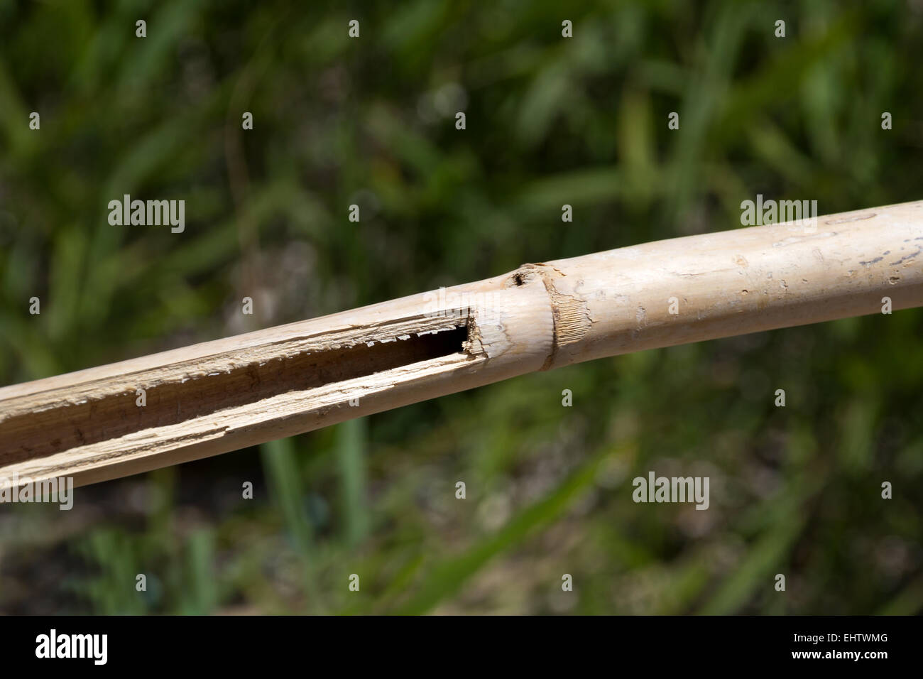 Branch of bamboo hi-res stock photography and images - Alamy