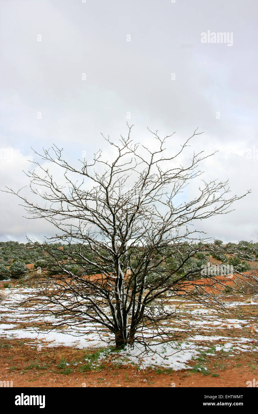 Ancient tree in winter hi-res stock photography and images - Alamy