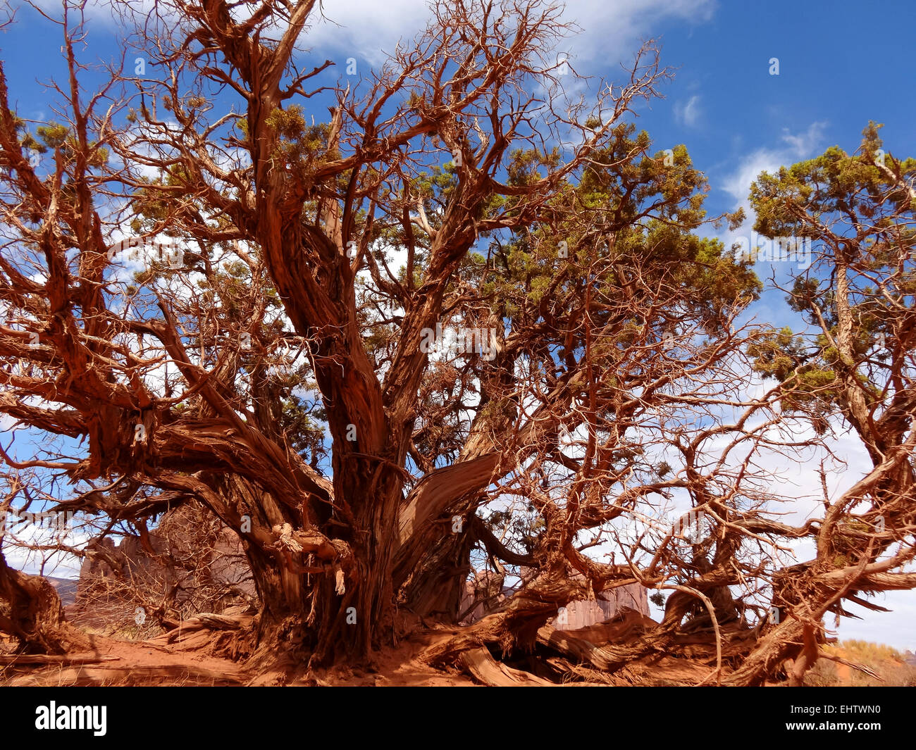 Red tree hi-res stock photography and images - Alamy