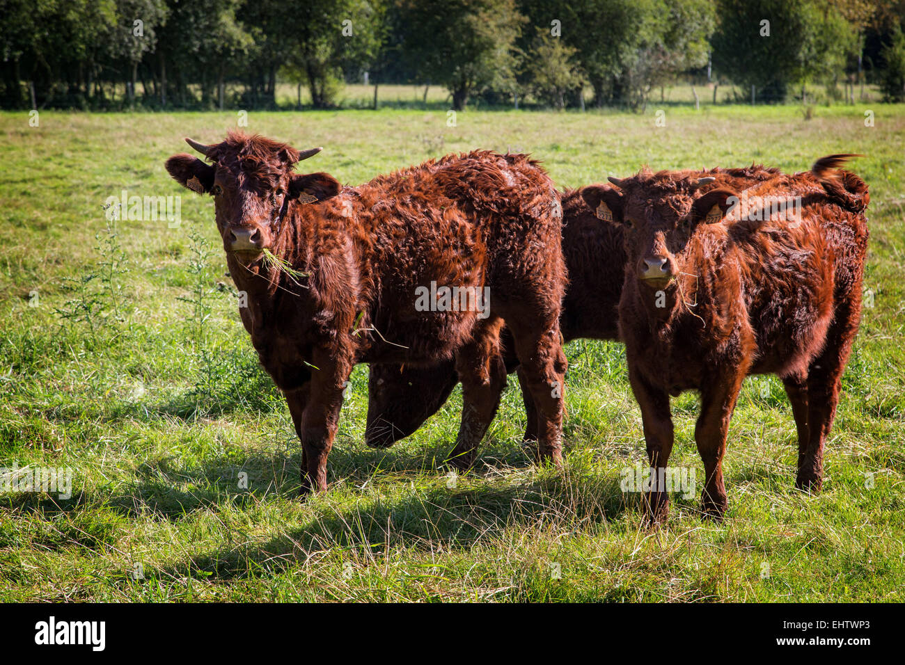 Animal farming hi-res stock photography and images - Alamy