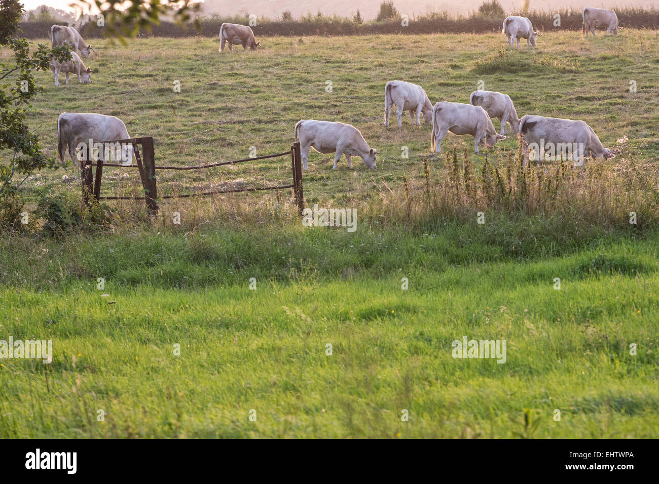 Normandy barrier hi-res stock photography and images - Alamy