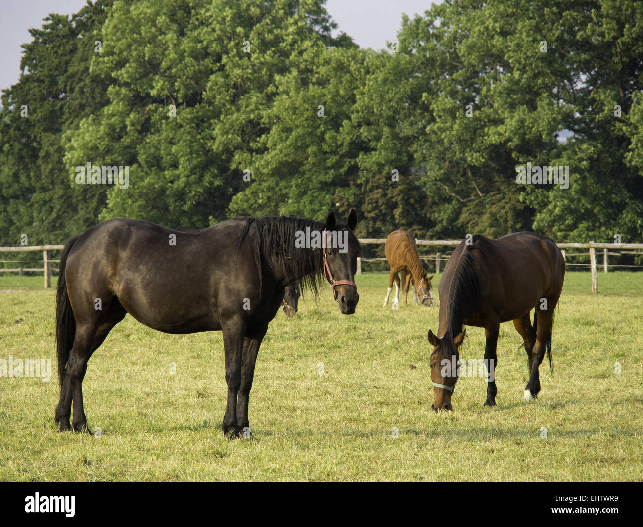 Wedie hi-res stock photography and images - Alamy