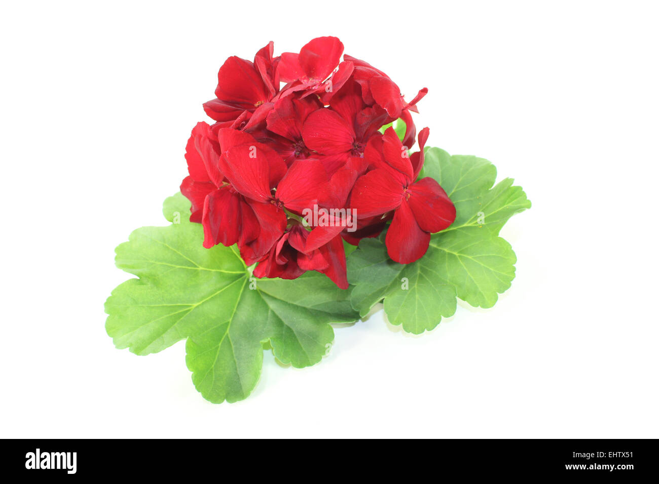 red geranium with petals Stock Photo - Alamy