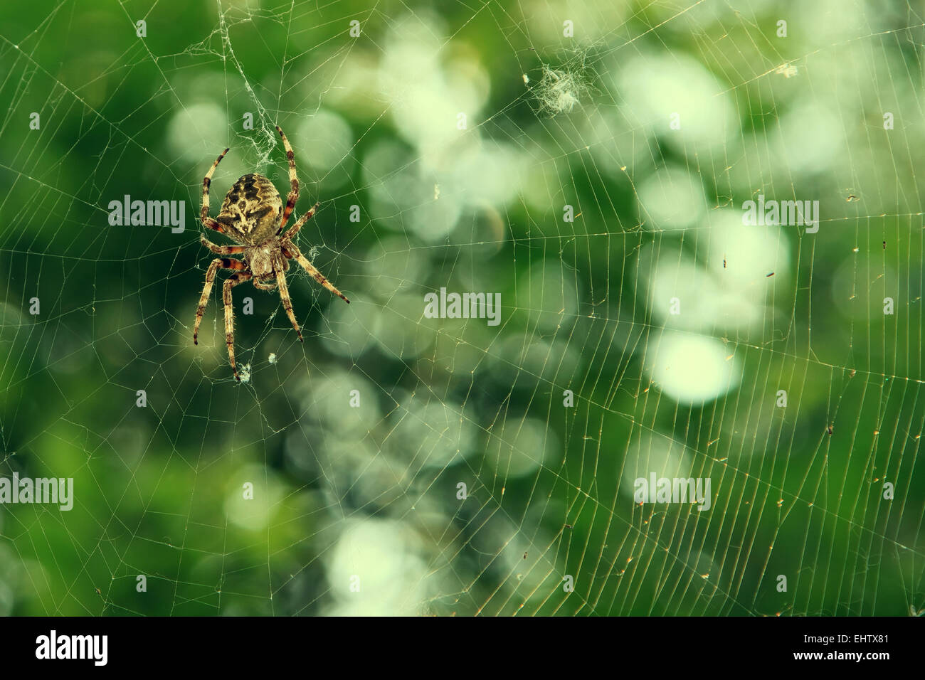 Spider on the web over green background Stock Photo - Alamy