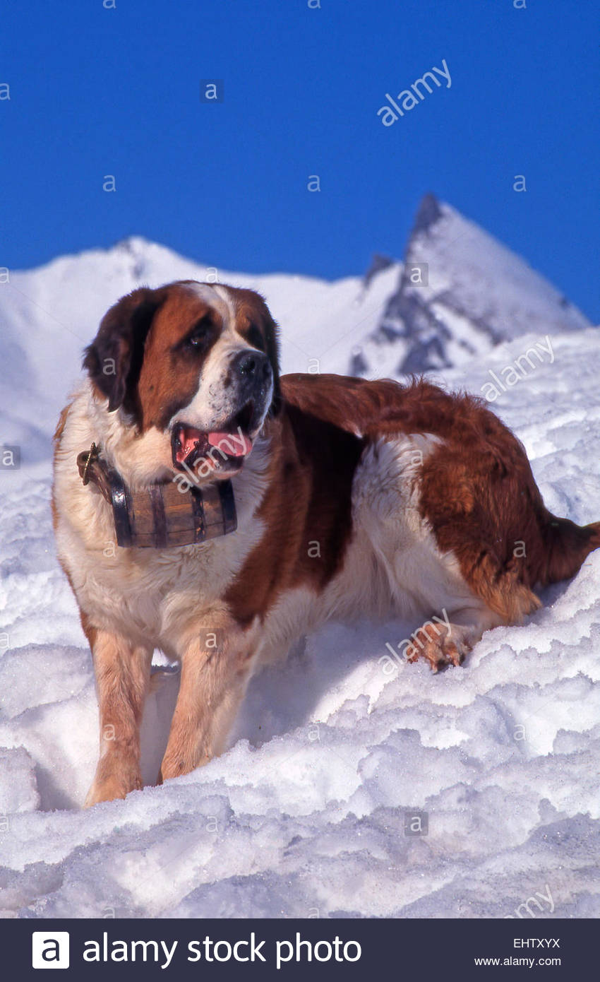Saint Bernard Rescue Stock Photos & Saint Bernard Rescue Stock Images ...