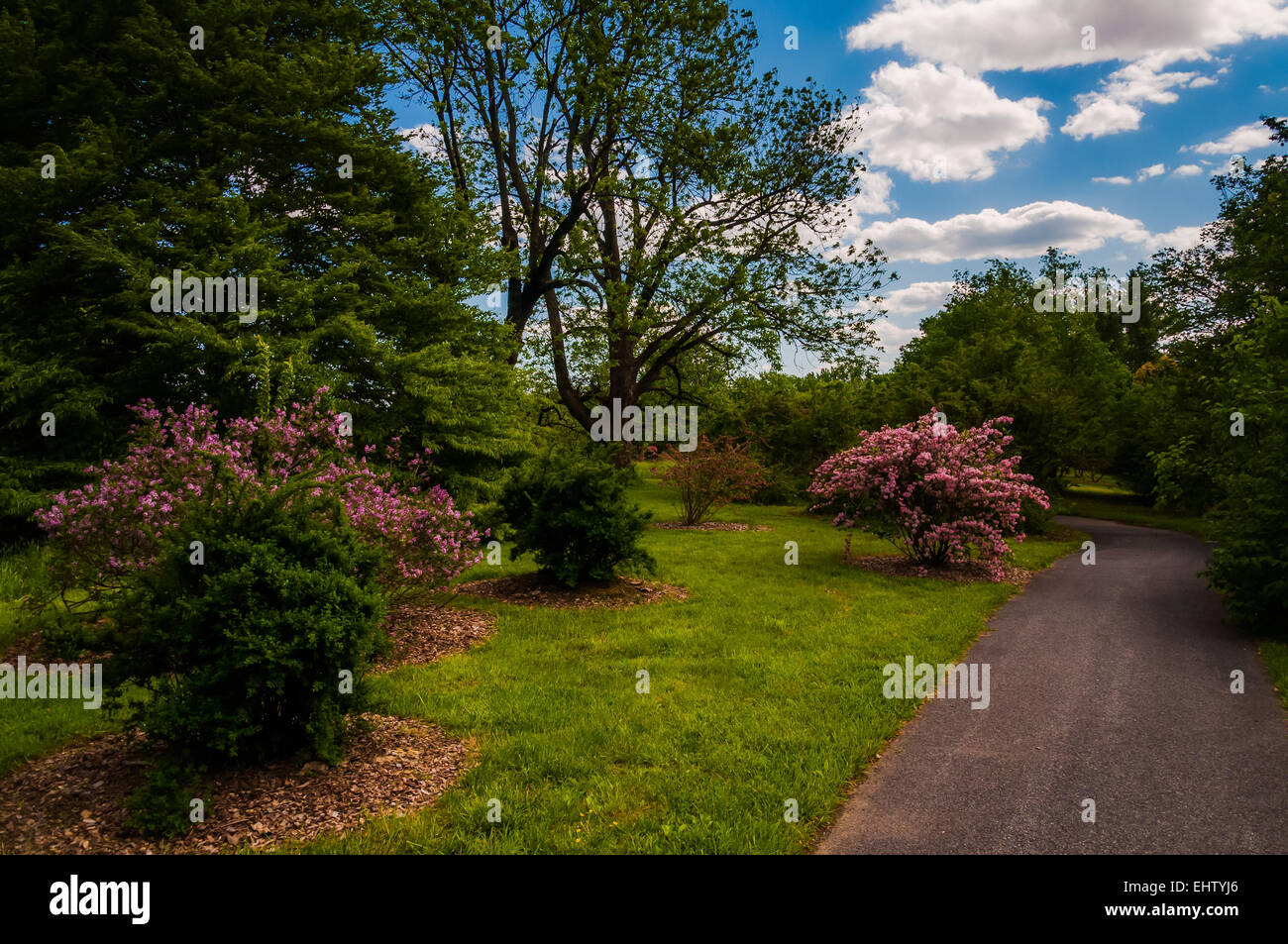 Path through trees and bushes at Cylburn Arboretum, Baltimore, Maryland ...