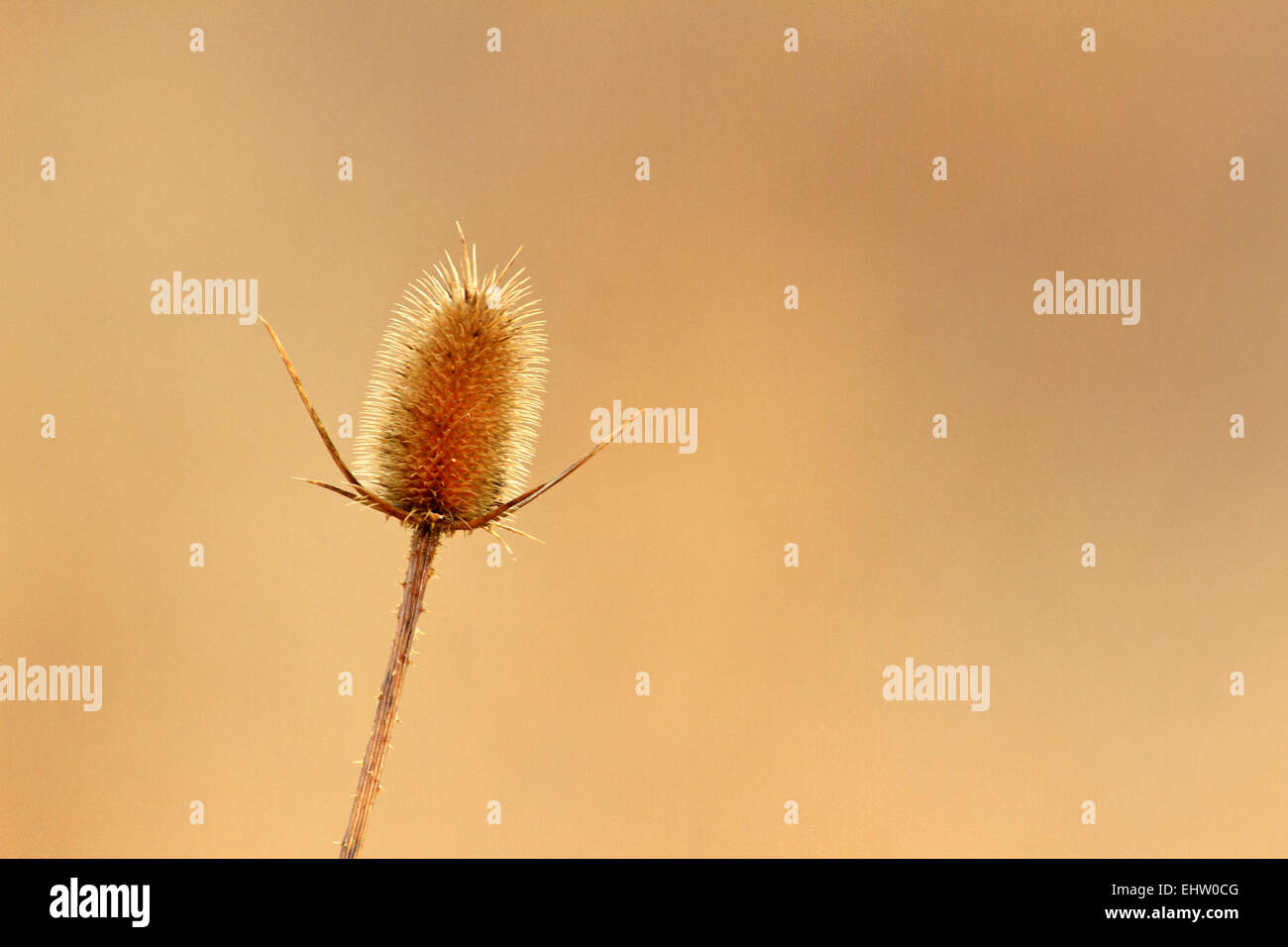 Dried teasel stem against a brown background Stock Photo - Alamy