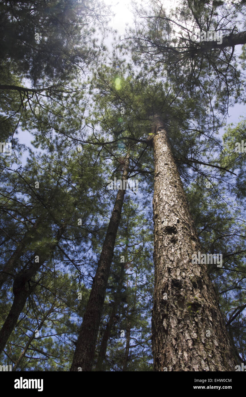 Lens flare through the trees hi-res stock photography and images - Alamy