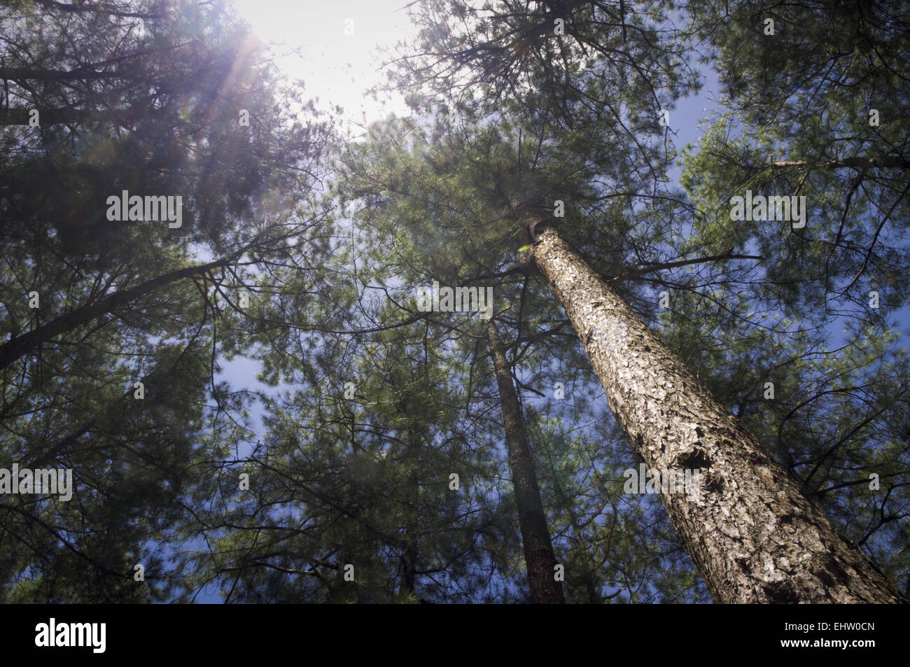 sun shining through pine trees forest Stock Photo - Alamy