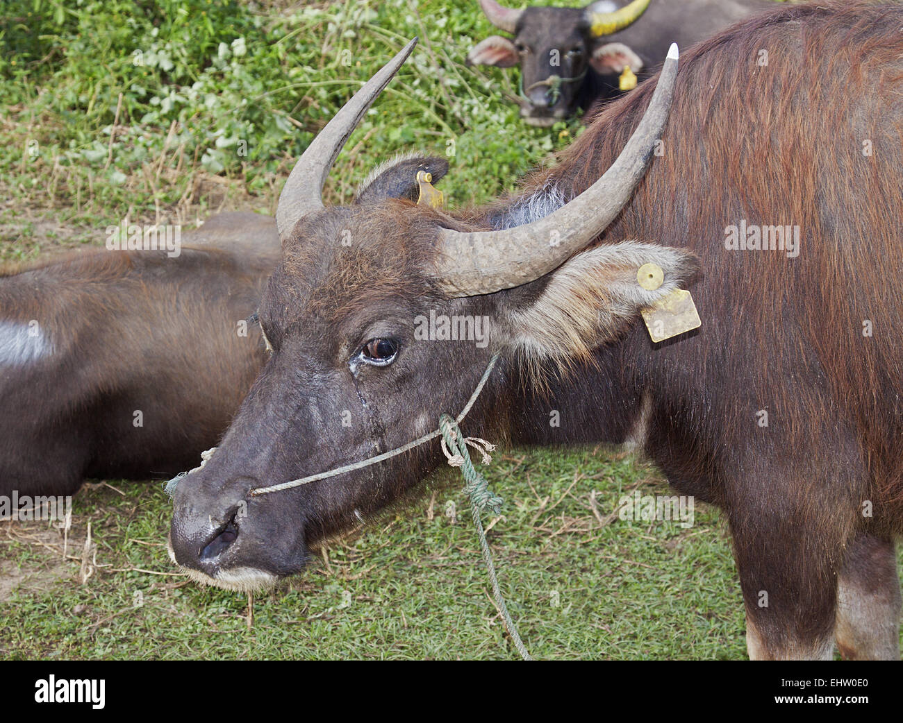 Asian cattle breeds hi-res stock photography and images - Alamy