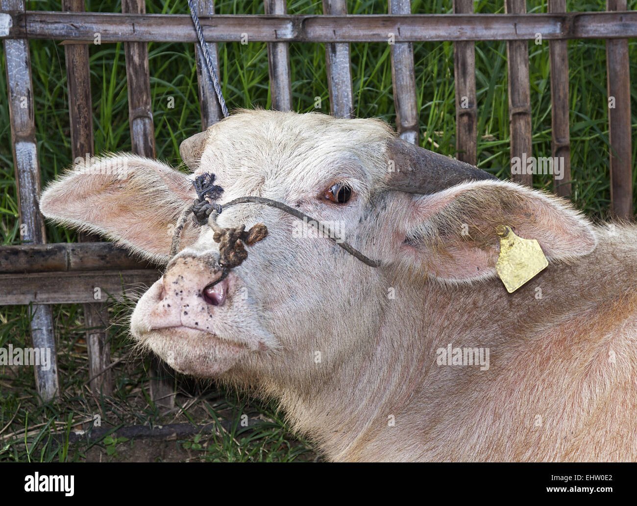 Indian albino hi-res stock photography and images - Alamy