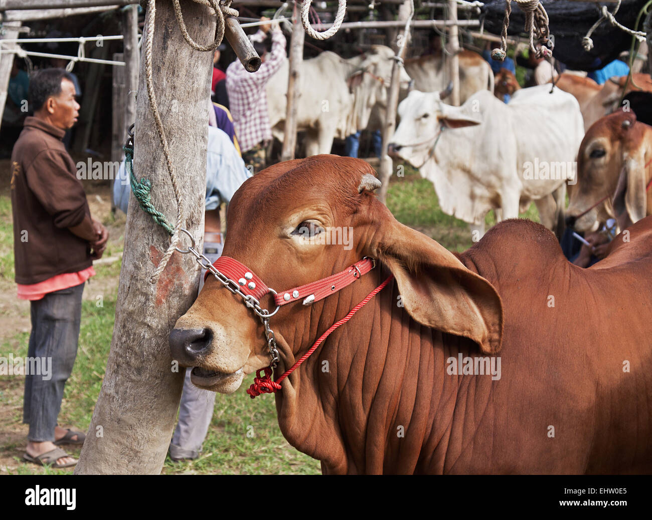 Cebu Cattle Stock Photos & Cebu Cattle Stock Images - Alamy
