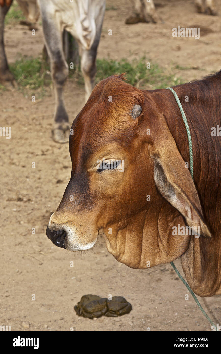 Cebu cattle hi-res stock photography and images - Alamy