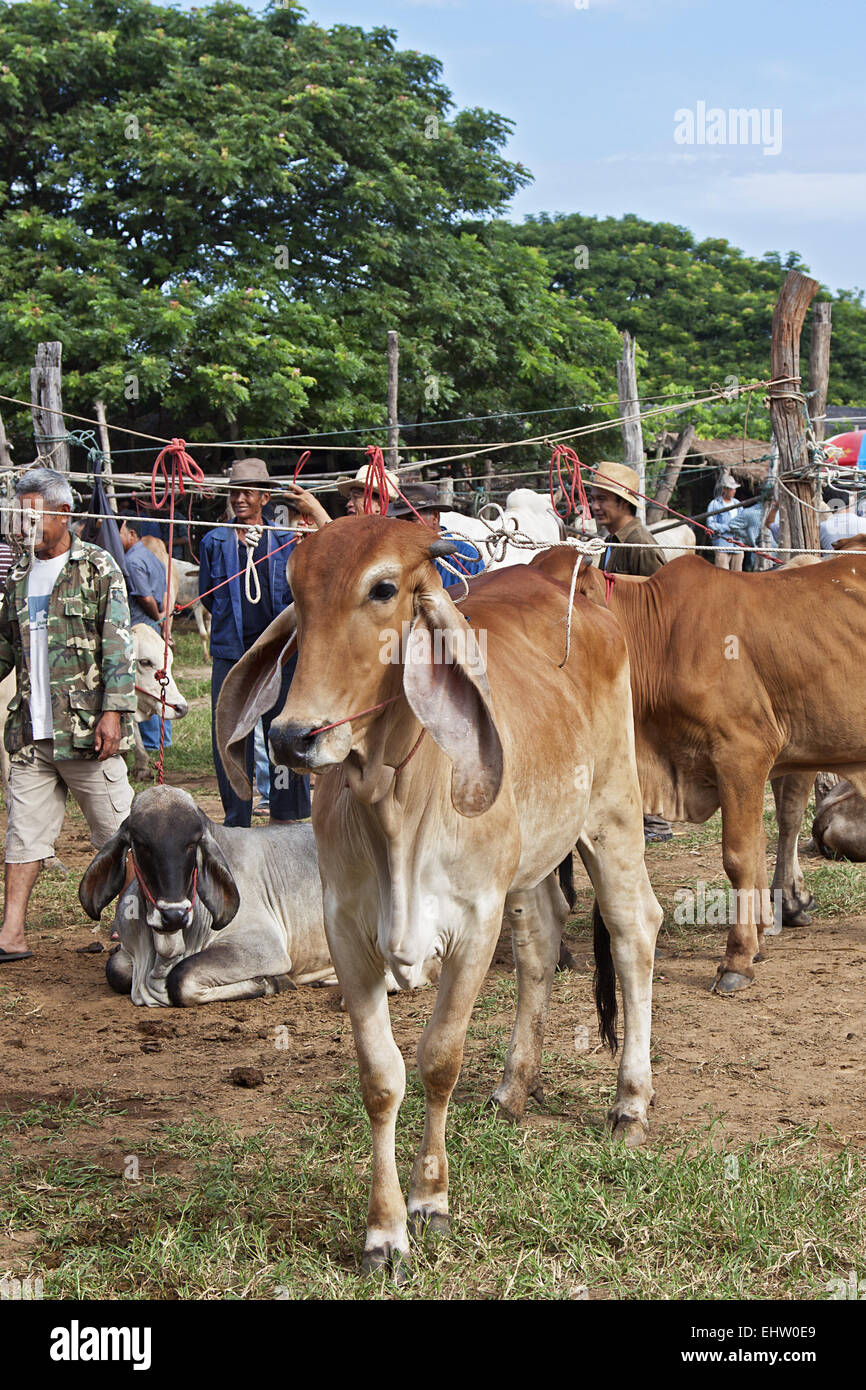 Cebu Cattle Stock Photos & Cebu Cattle Stock Images - Alamy