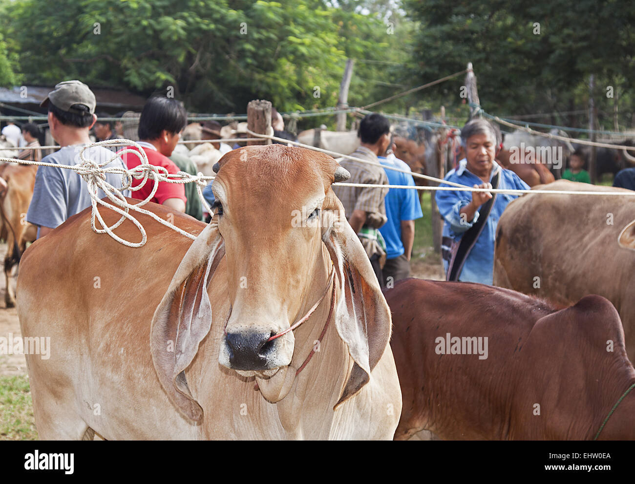 Grosser bulle hi-res stock photography and images - Alamy