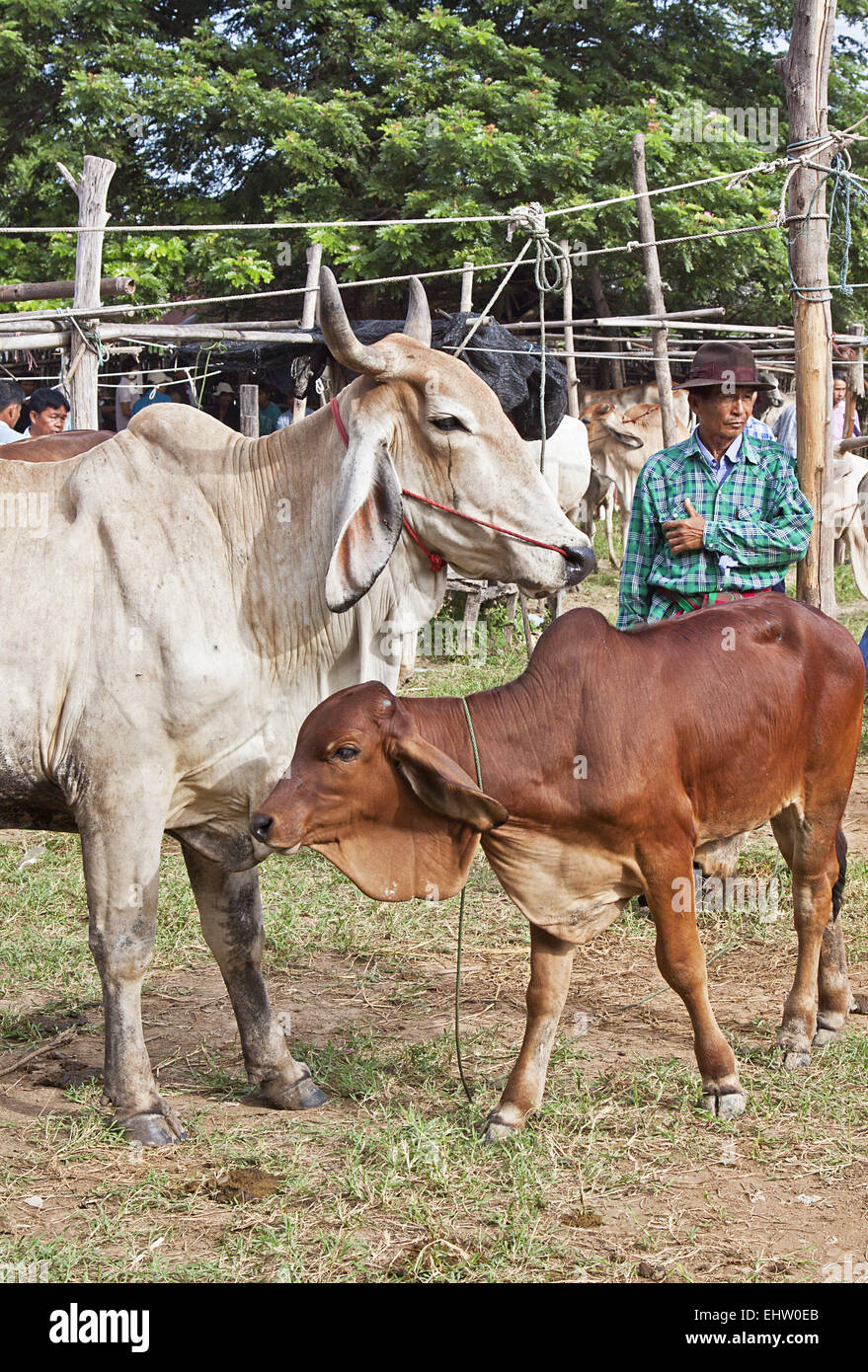 Zebu rinder hi-res stock photography and images - Alamy