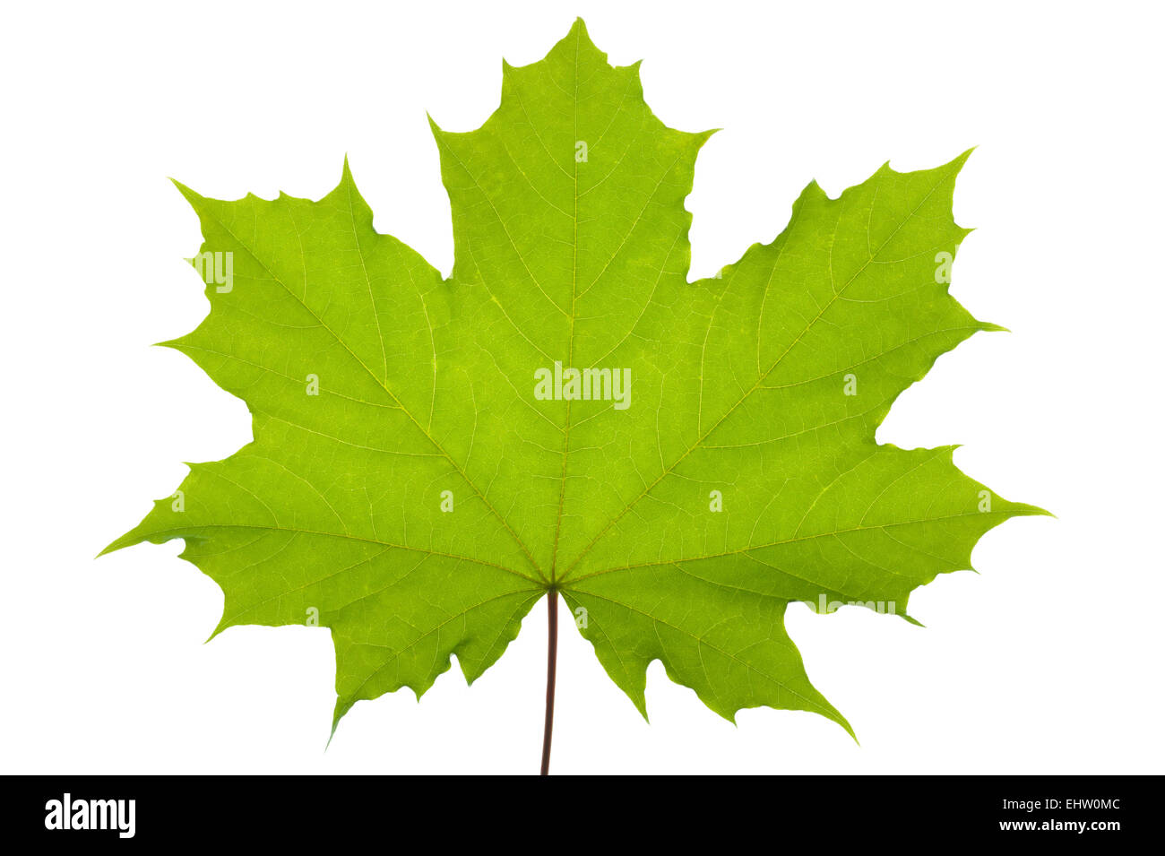 maple leaf isolated over white background Stock Photo - Alamy