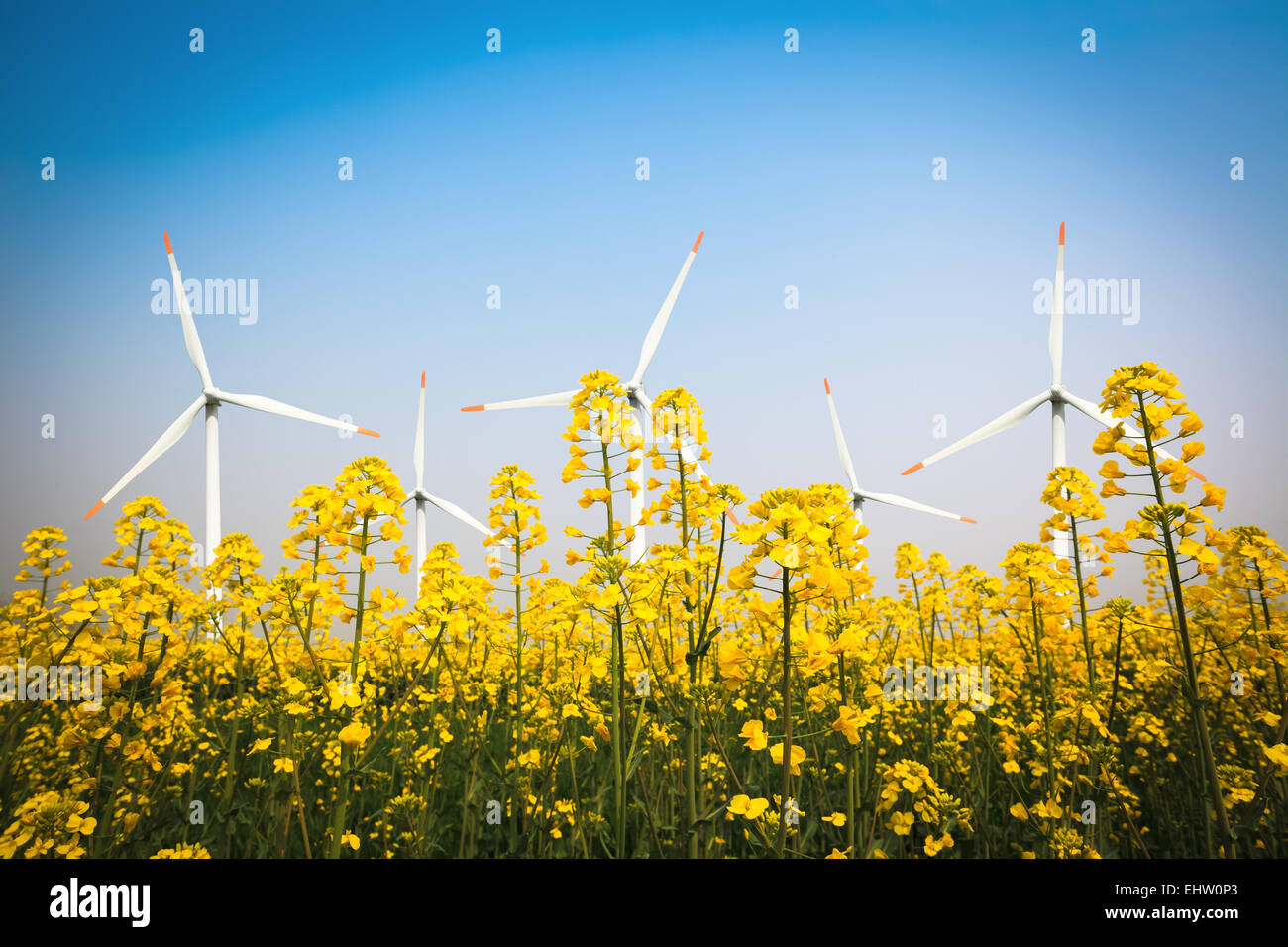 wind farm and yellow rapeseed flower in bloom Stock Photo - Alamy