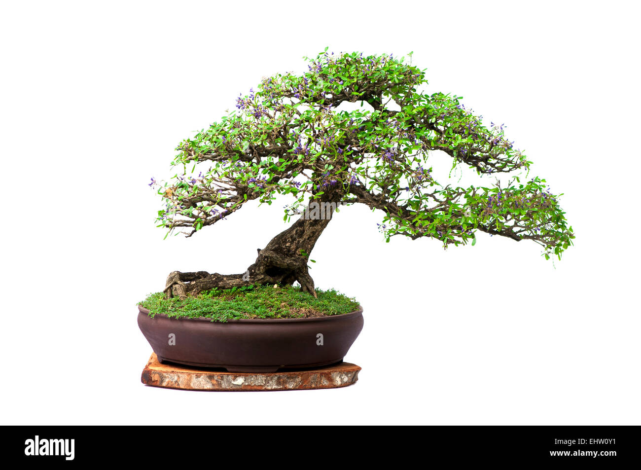 China bonsai Cut Out Stock Images & Pictures - Alamy