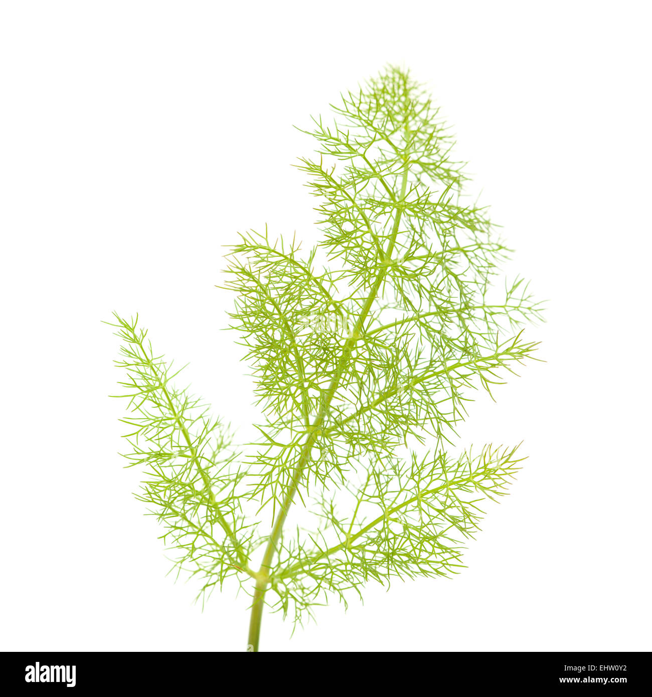young green lacy fennel leaf isolated on white background Stock Photo ...