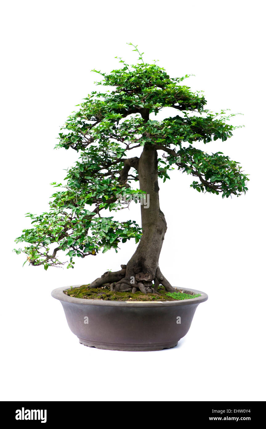 Mini bonsai Cut Out Stock Images & Pictures - Alamy
