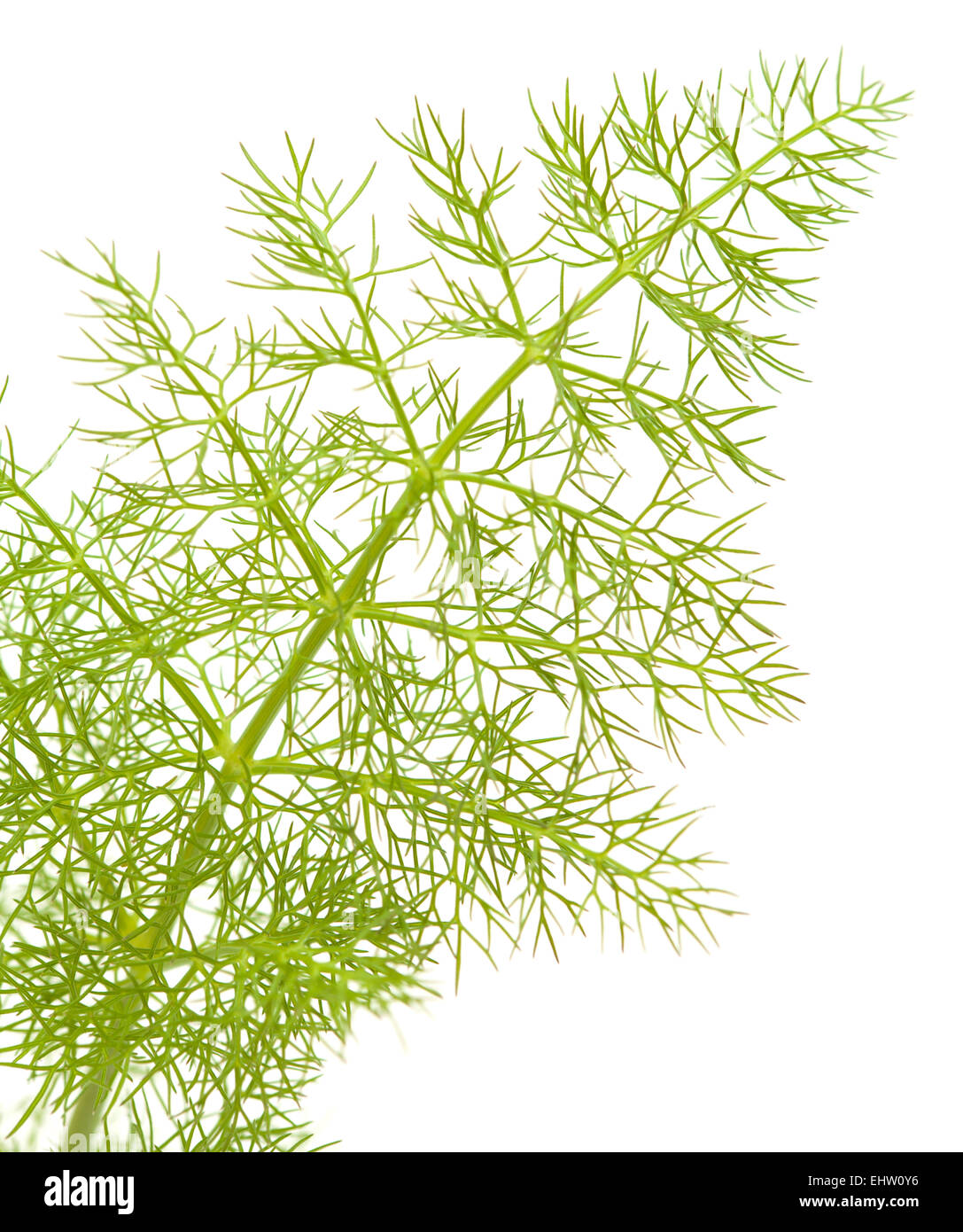 young green lacy fennel leaf isolated on white background Stock Photo ...