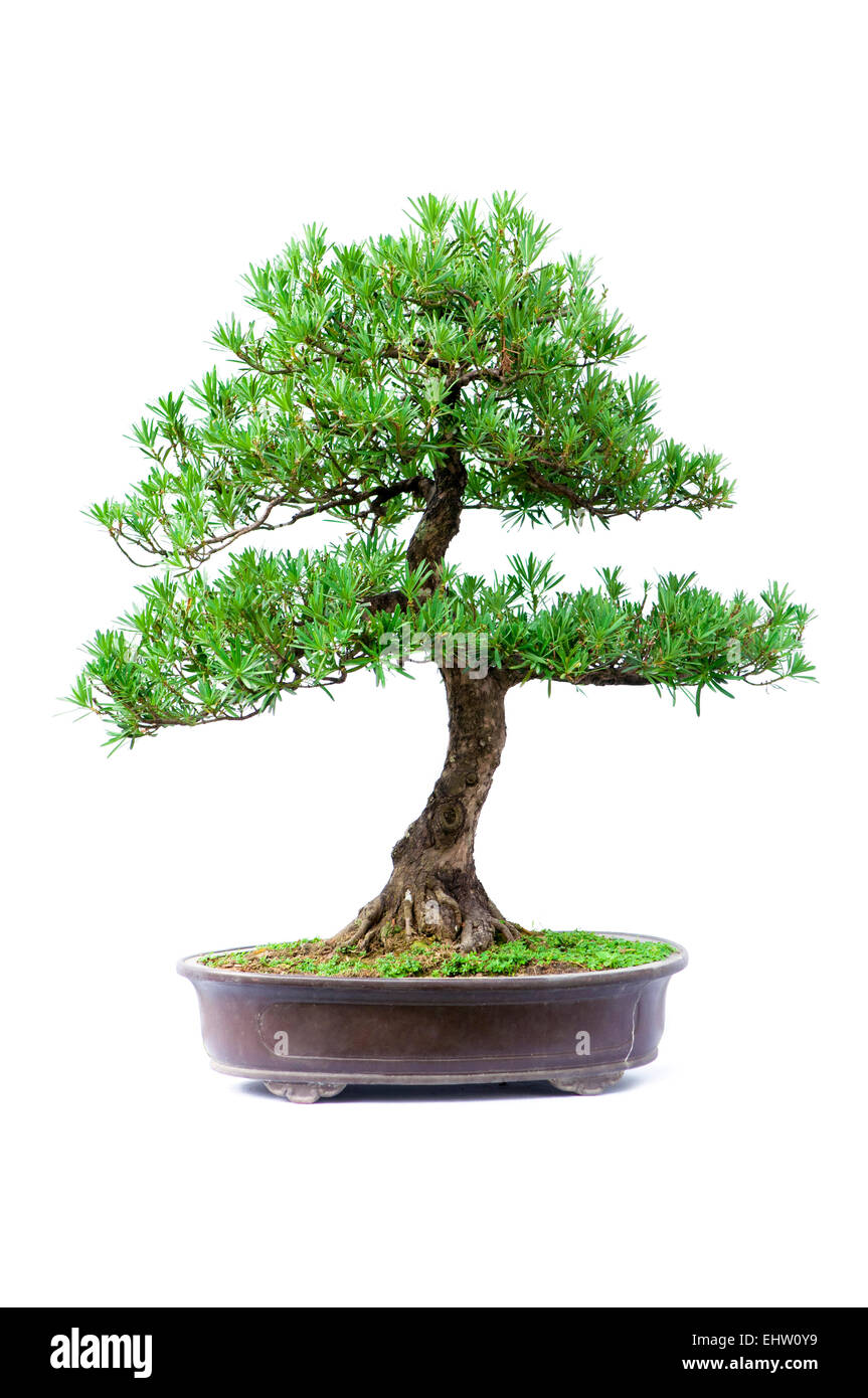 Mini bonsai Cut Out Stock Images & Pictures - Alamy