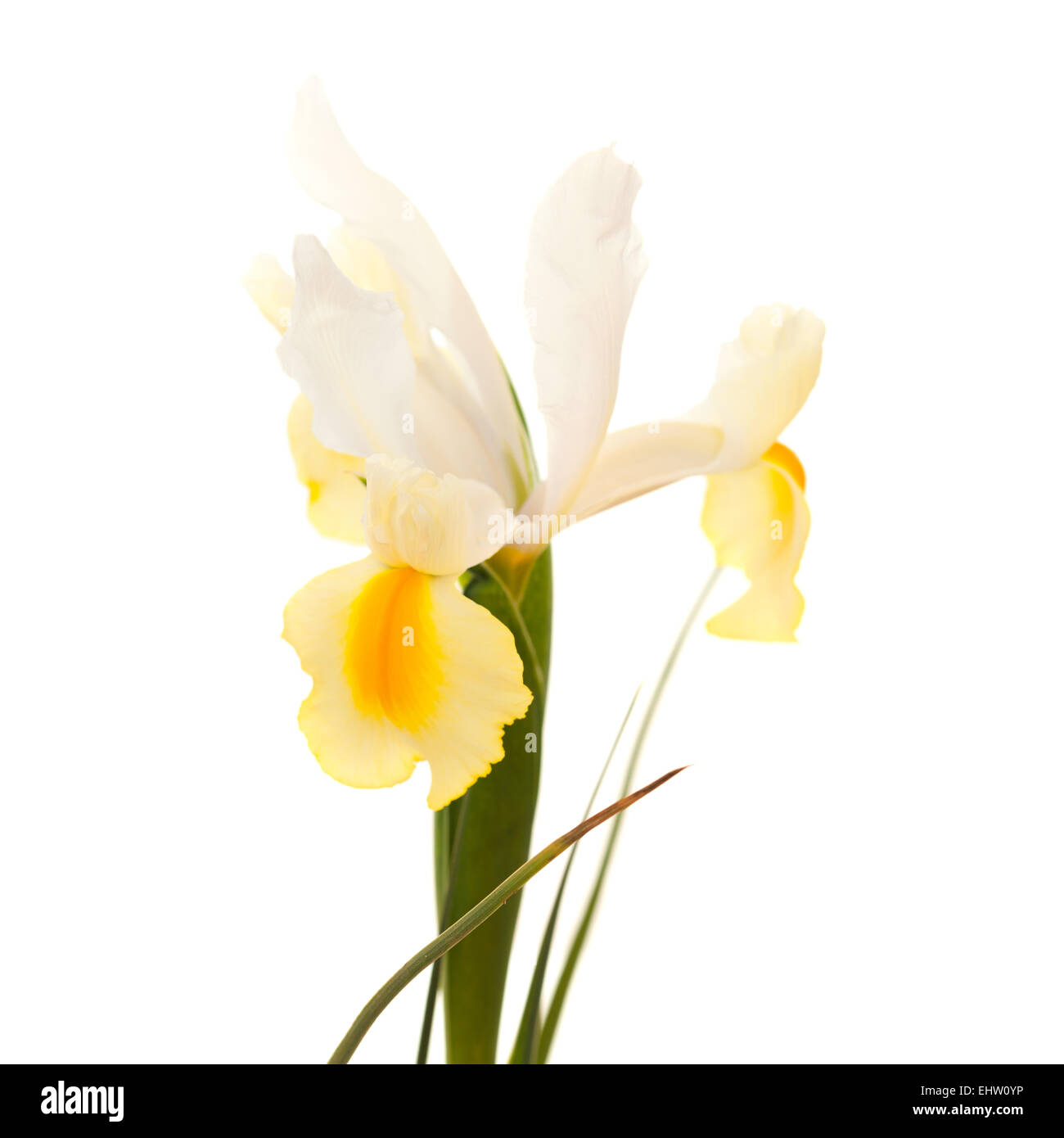 yellow and white iris flower isolated on white background Stock Photo ...