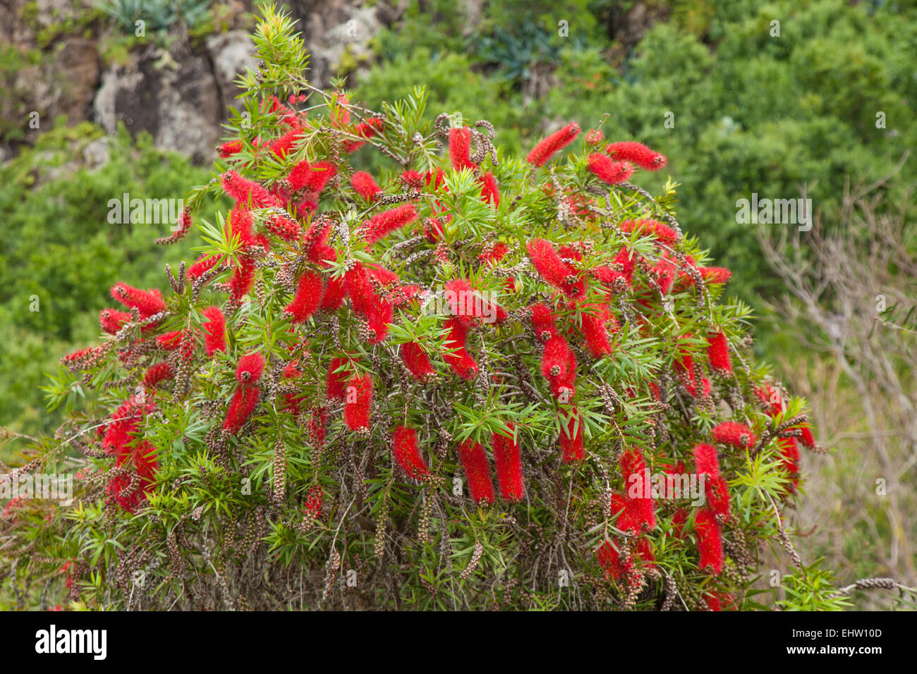 flowering red bottlebrush bush, Callistemon, natural floral background ...