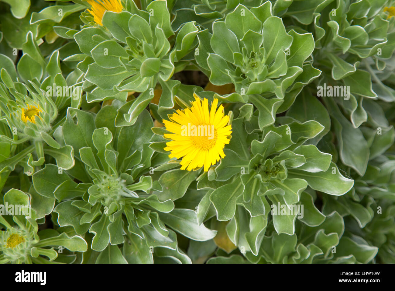 Asteriscus sericeus hi-res stock photography and images - Alamy